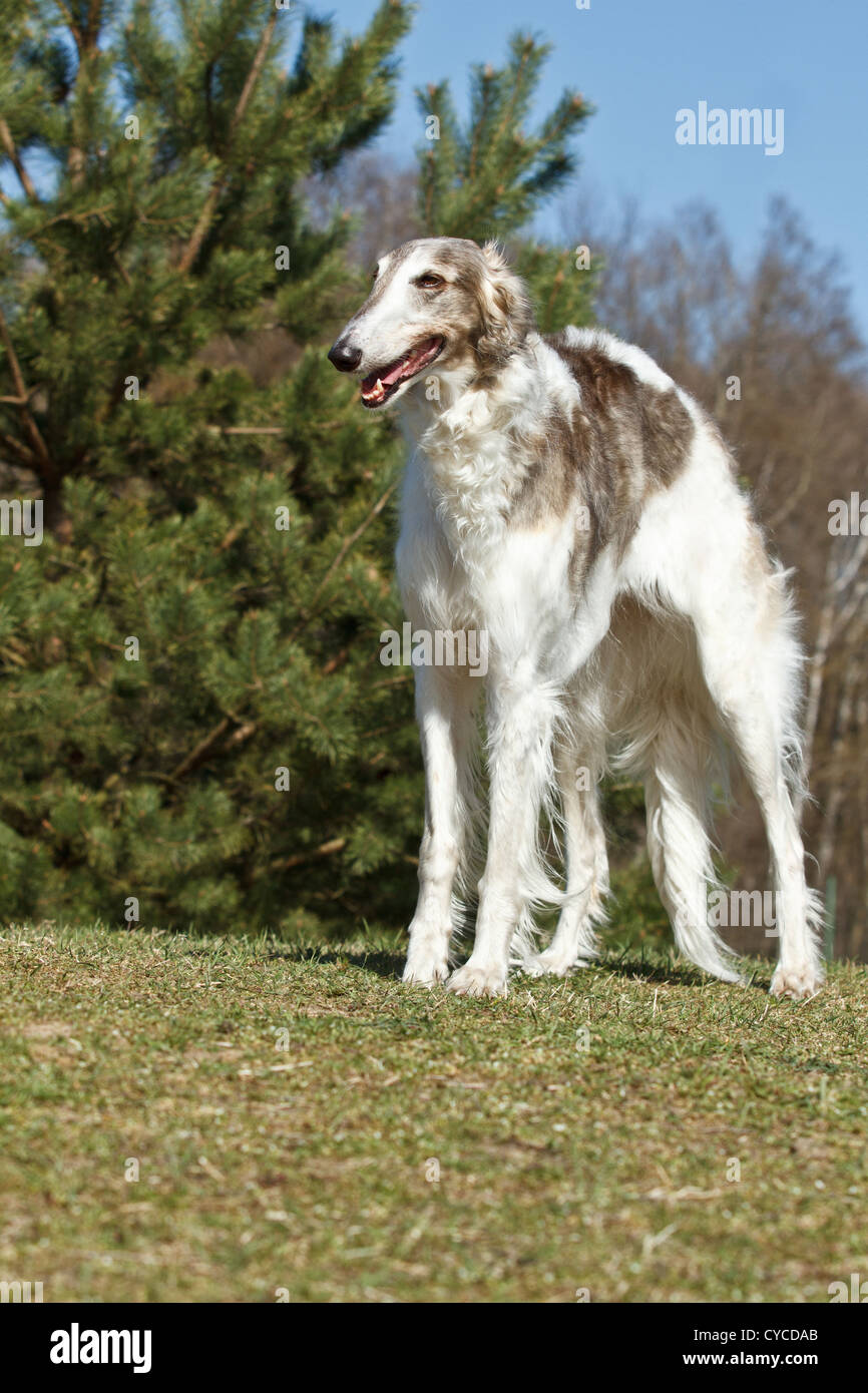 Borzoi standing hi-res stock photography and images - Alamy
