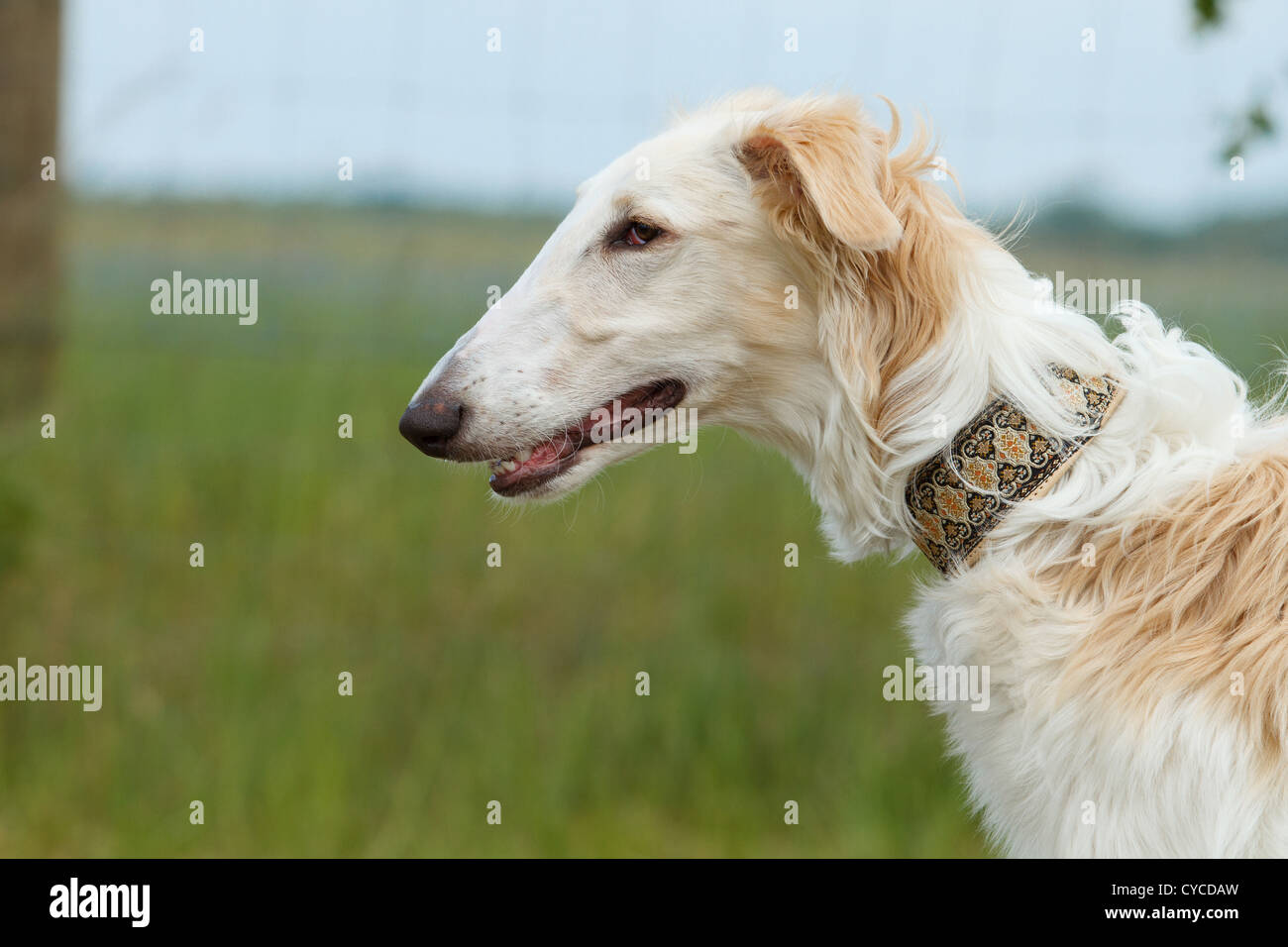 Portrait borzoi side view hi-res stock photography and images - Alamy