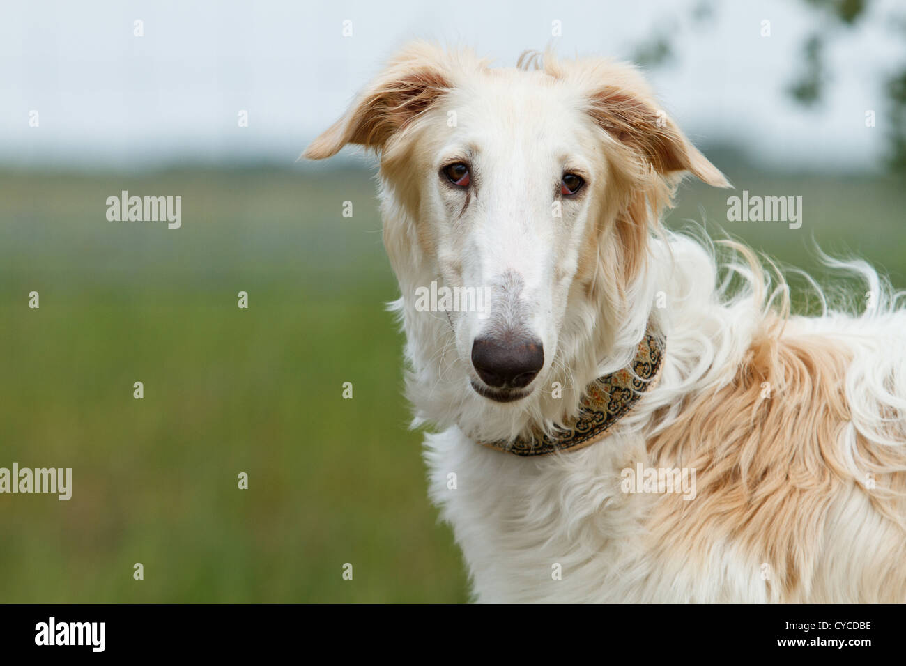 Portrait borzoi side view hi-res stock photography and images - Alamy