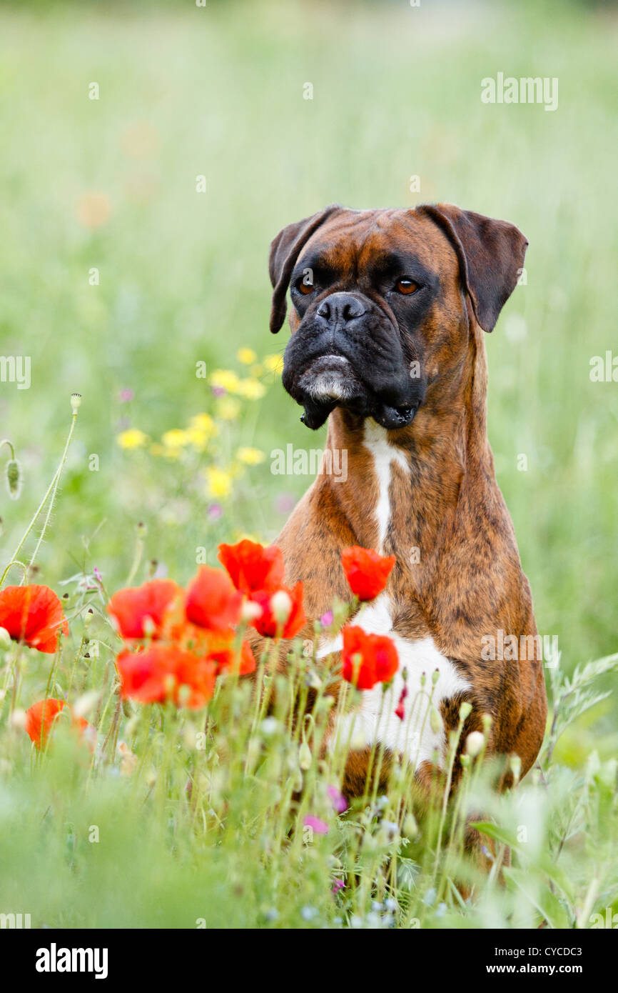 German Boxer Portrait Stock Photo - Alamy