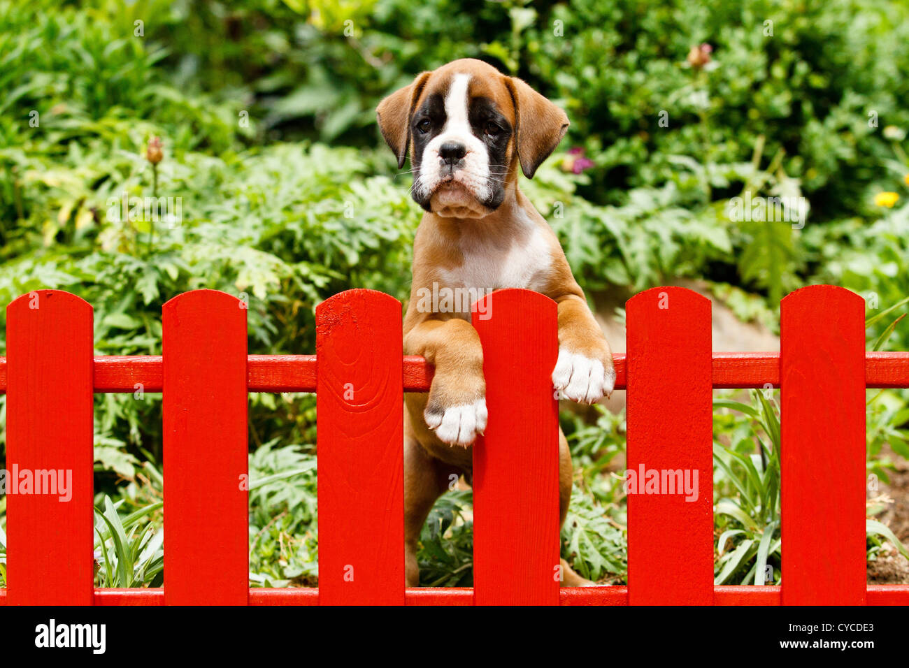 German Boxer Puppy Stock Photo - Alamy
