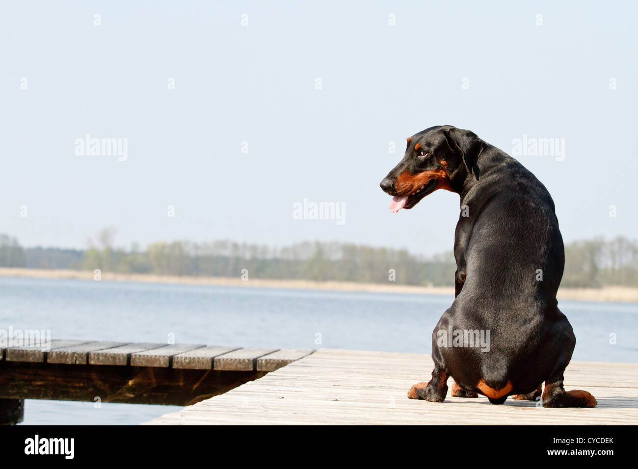 Doberman sitting back view hi-res stock photography and images - Alamy