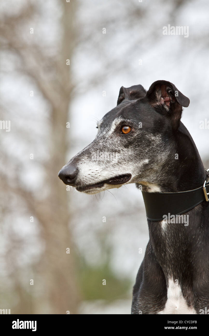 Smooth galgo hi-res stock photography and images - Alamy