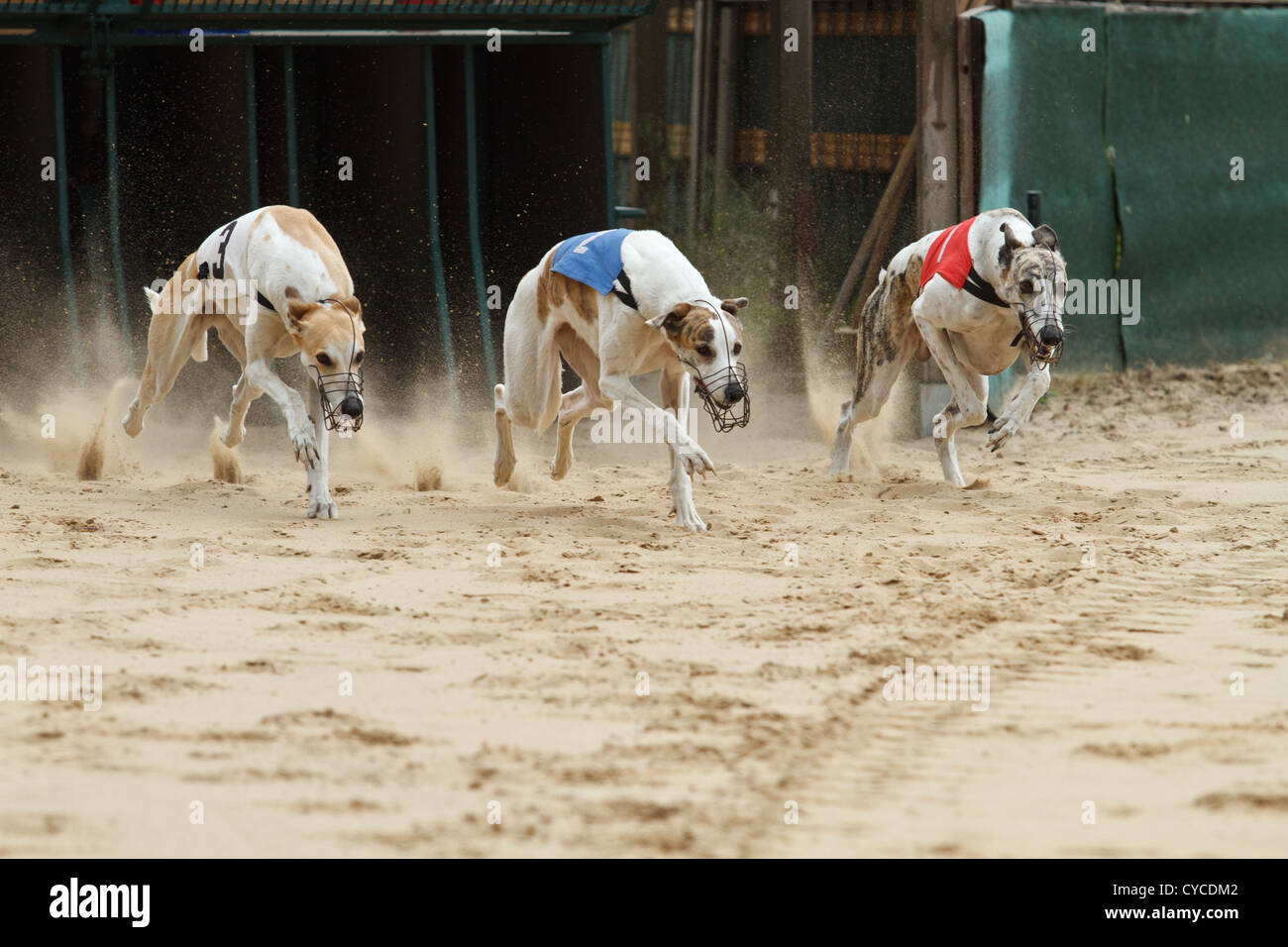 Magyar agár dog hi-res stock photography and images - Alamy