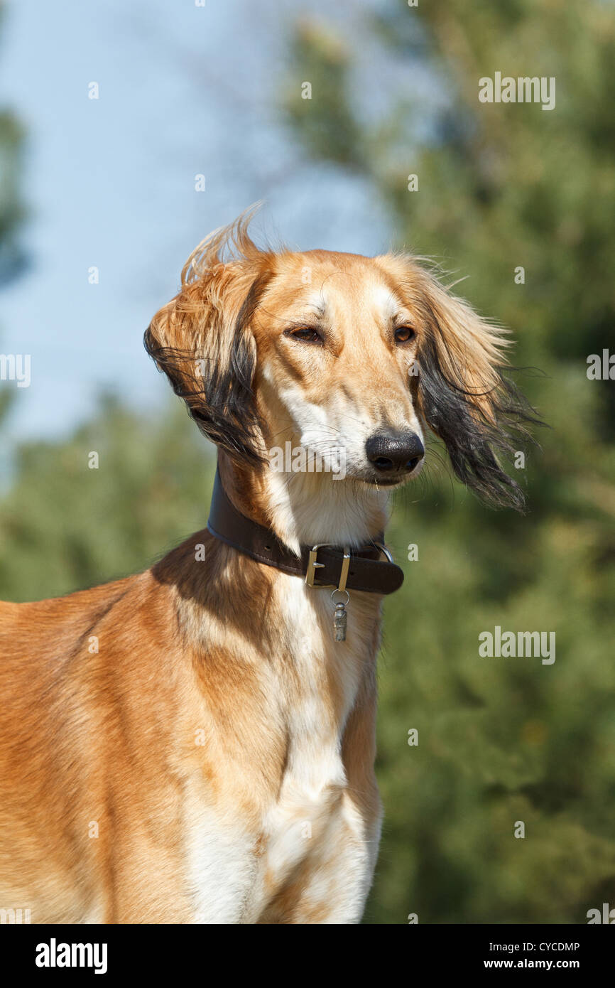 Smooth saluki hi-res stock photography and images - Alamy