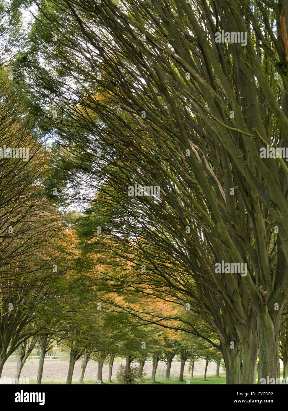 Incandescent Autumn colour in endless avenue of trees, Radley College ...