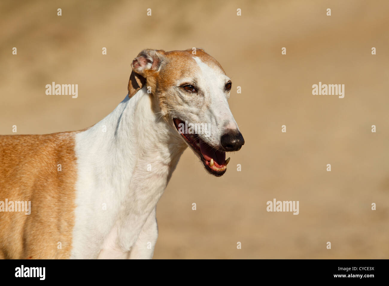 Galgo Espanol Portrait Stock Photo - Alamy