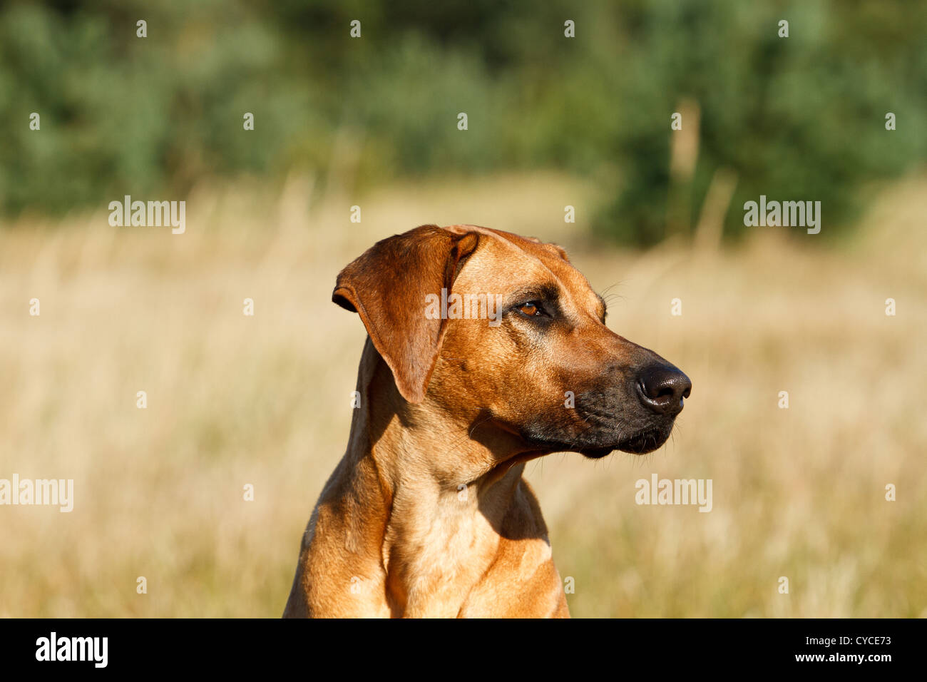 Rhodesian Ridgeback Portrait Stock Photo - Alamy