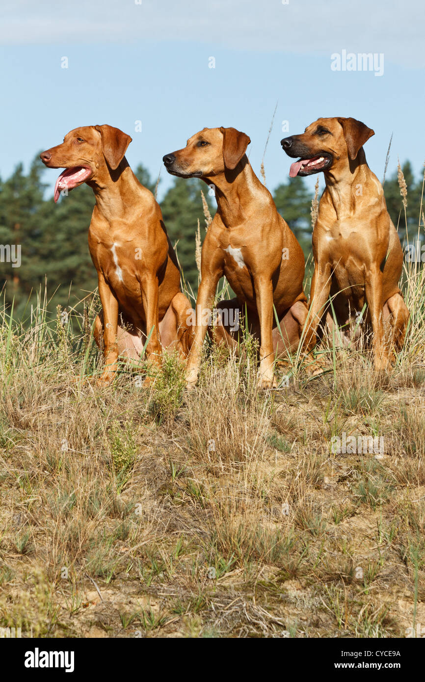 3 Rhodesian Ridgebacks Stock Photo - Alamy