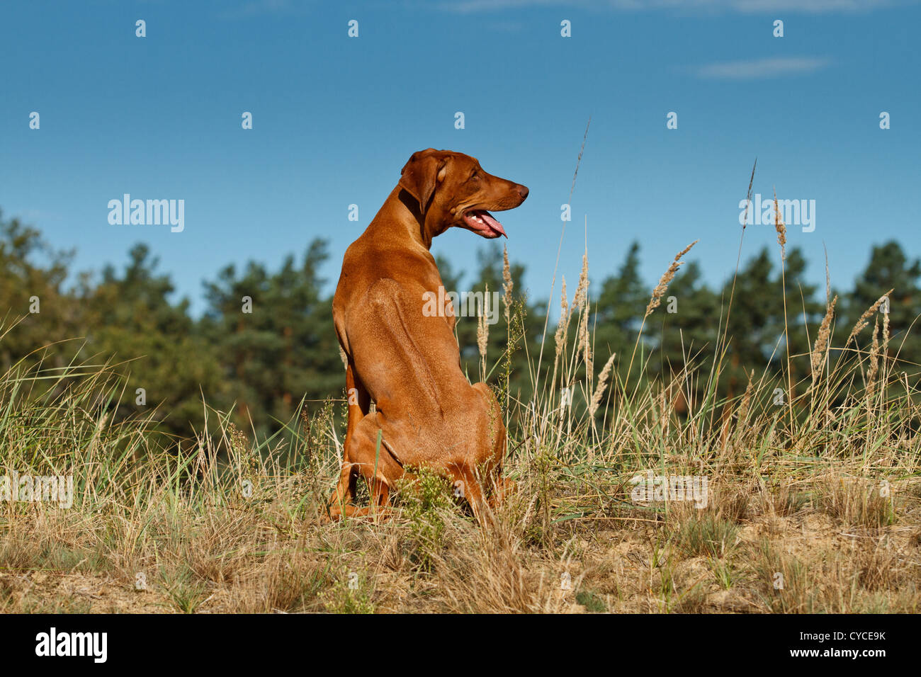 sitting Rhodesian Ridgeback Stock Photo - Alamy
