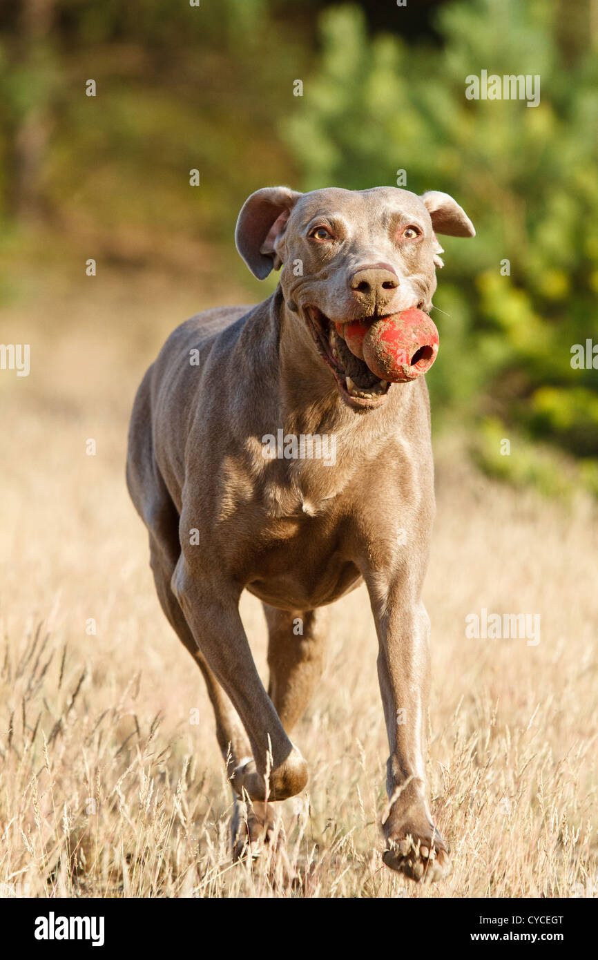 running shorthaired Weimaraner Stock Photo - Alamy
