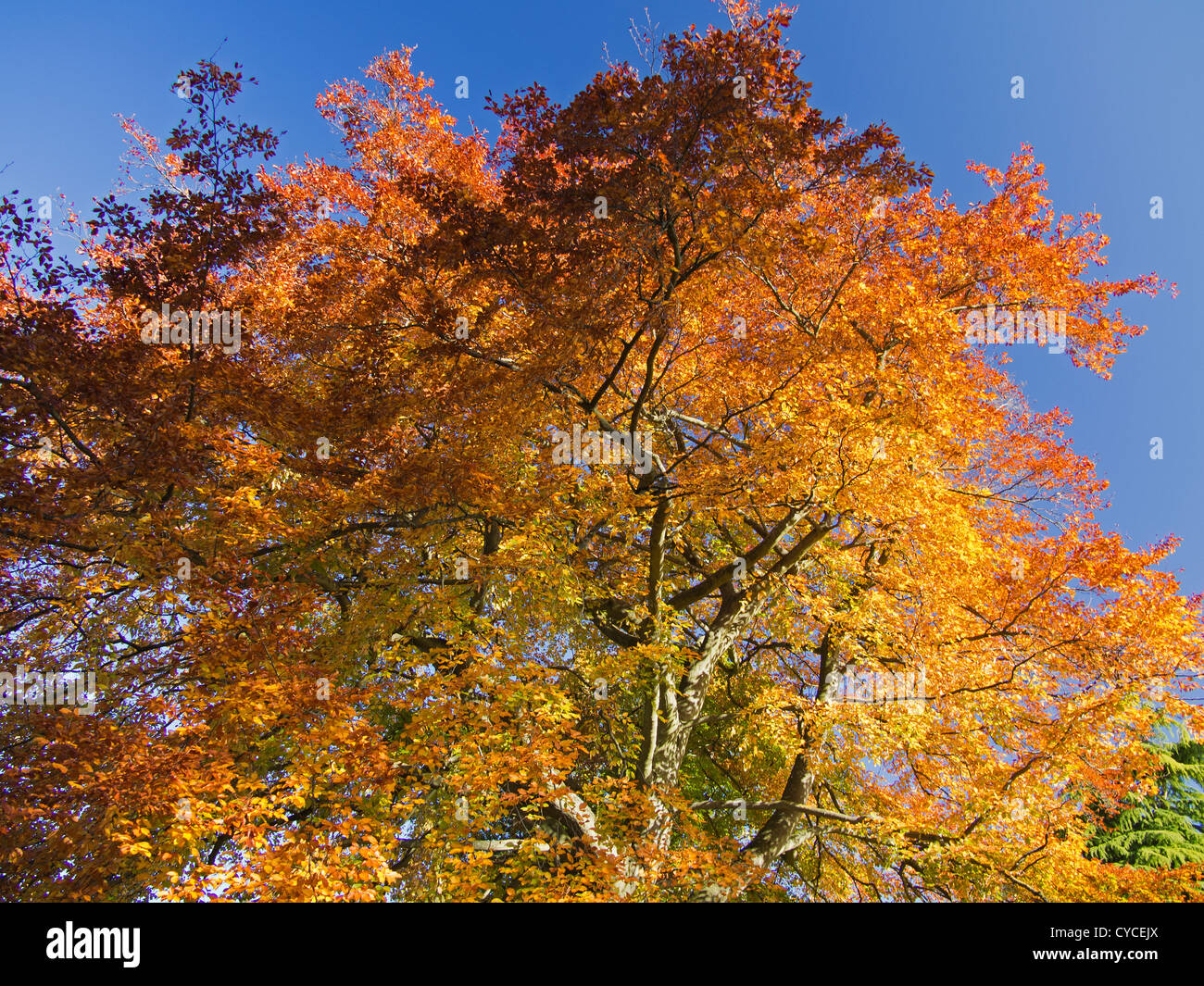 Overhanging tree branches hi-res stock photography and images - Alamy