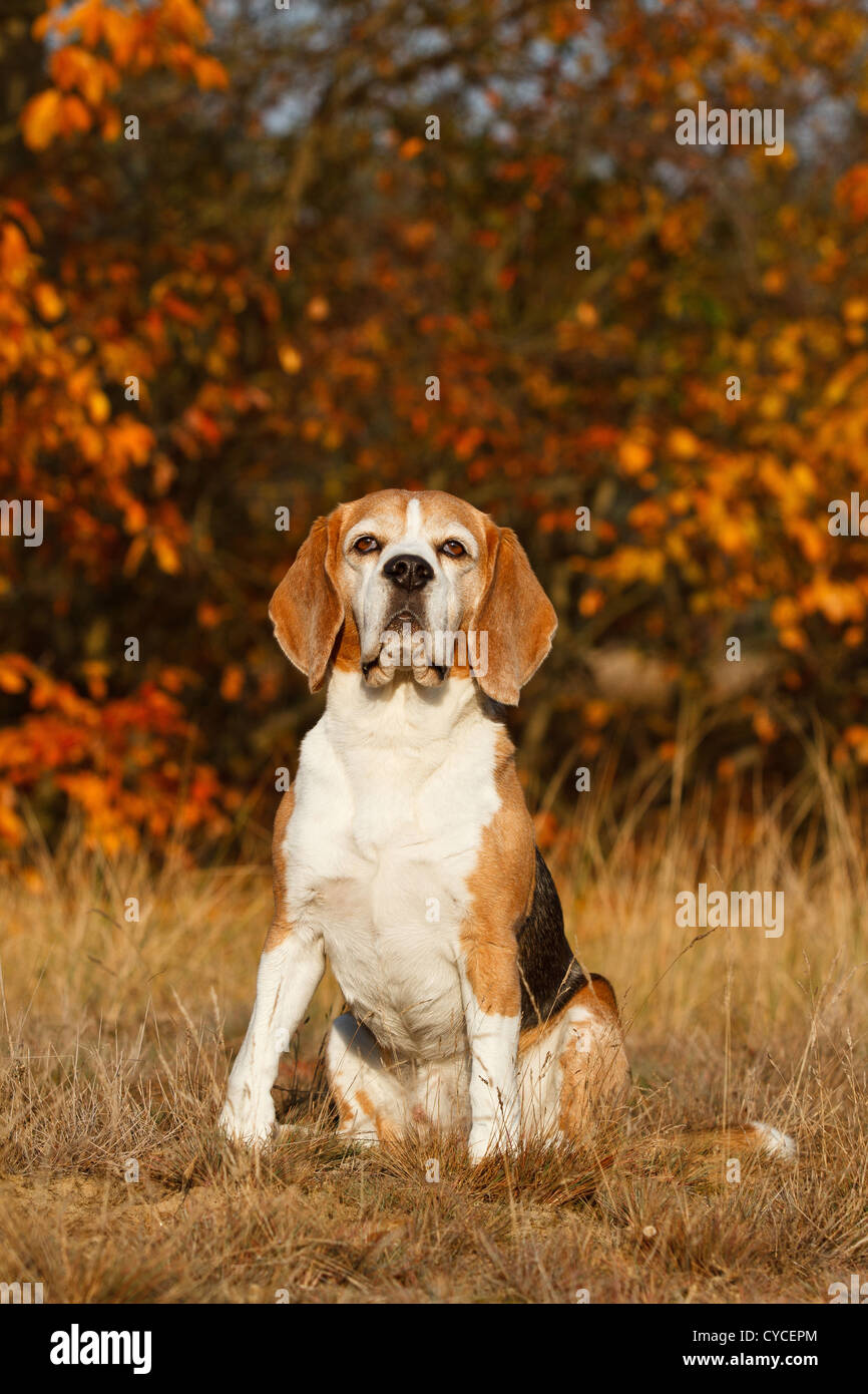 Single sit beagle dog hi-res stock photography and images - Alamy