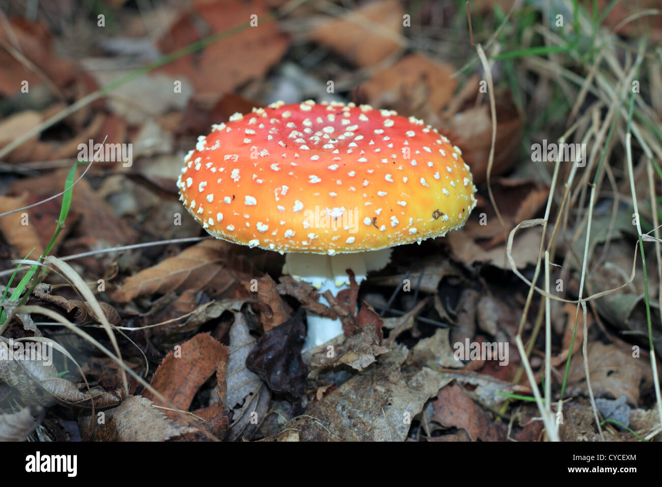 Detail of the fly poison amanita muscaria Stock Photo - Alamy