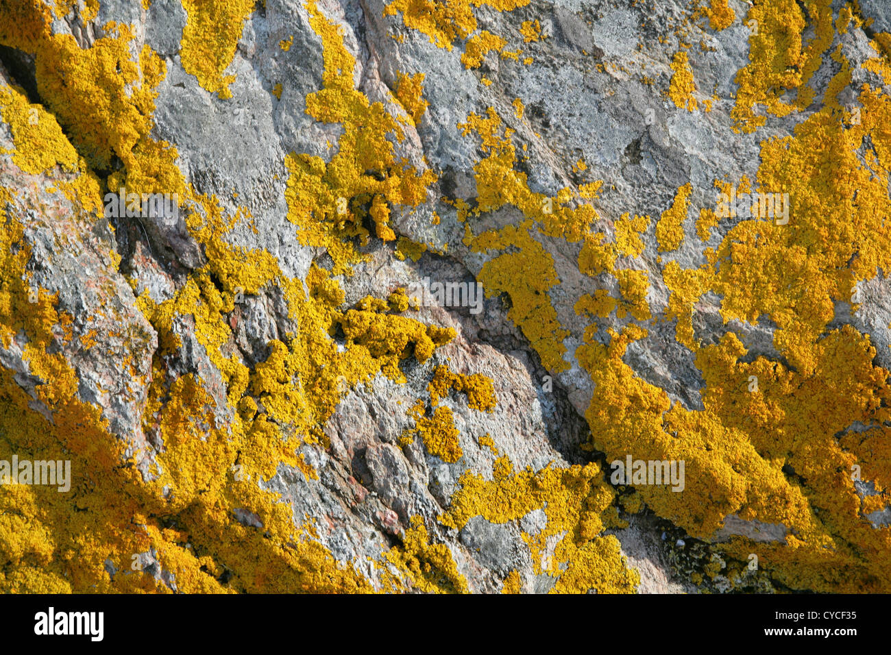 Lichen growing on rocks hi-res stock photography and images - Alamy