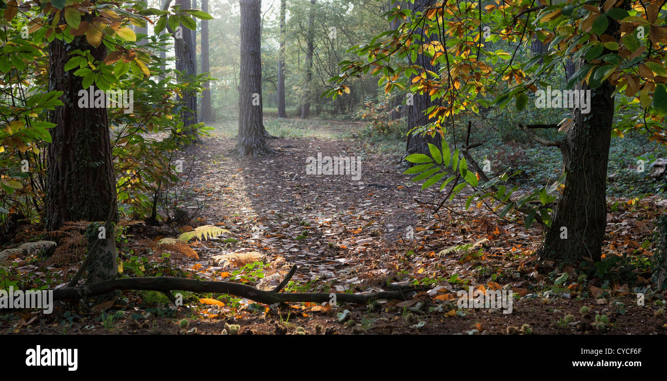 Late afternoon sun streams through the trees on Ockham Common, Surrey ...