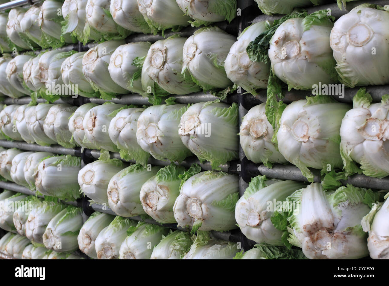 Chinese leaf lettuce hi-res stock photography and images - Alamy