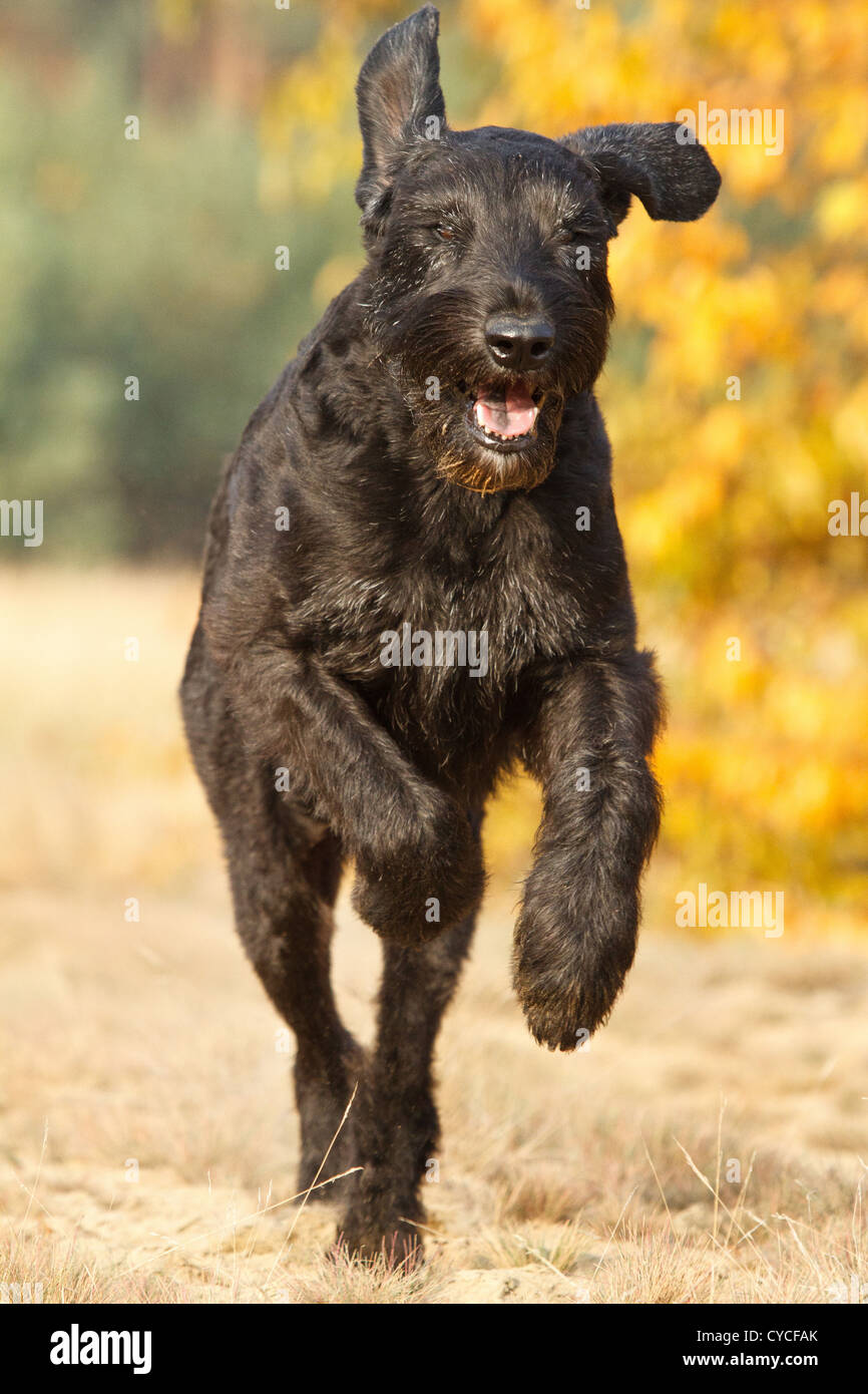 running Giant Schnauzer Stock Photo - Alamy