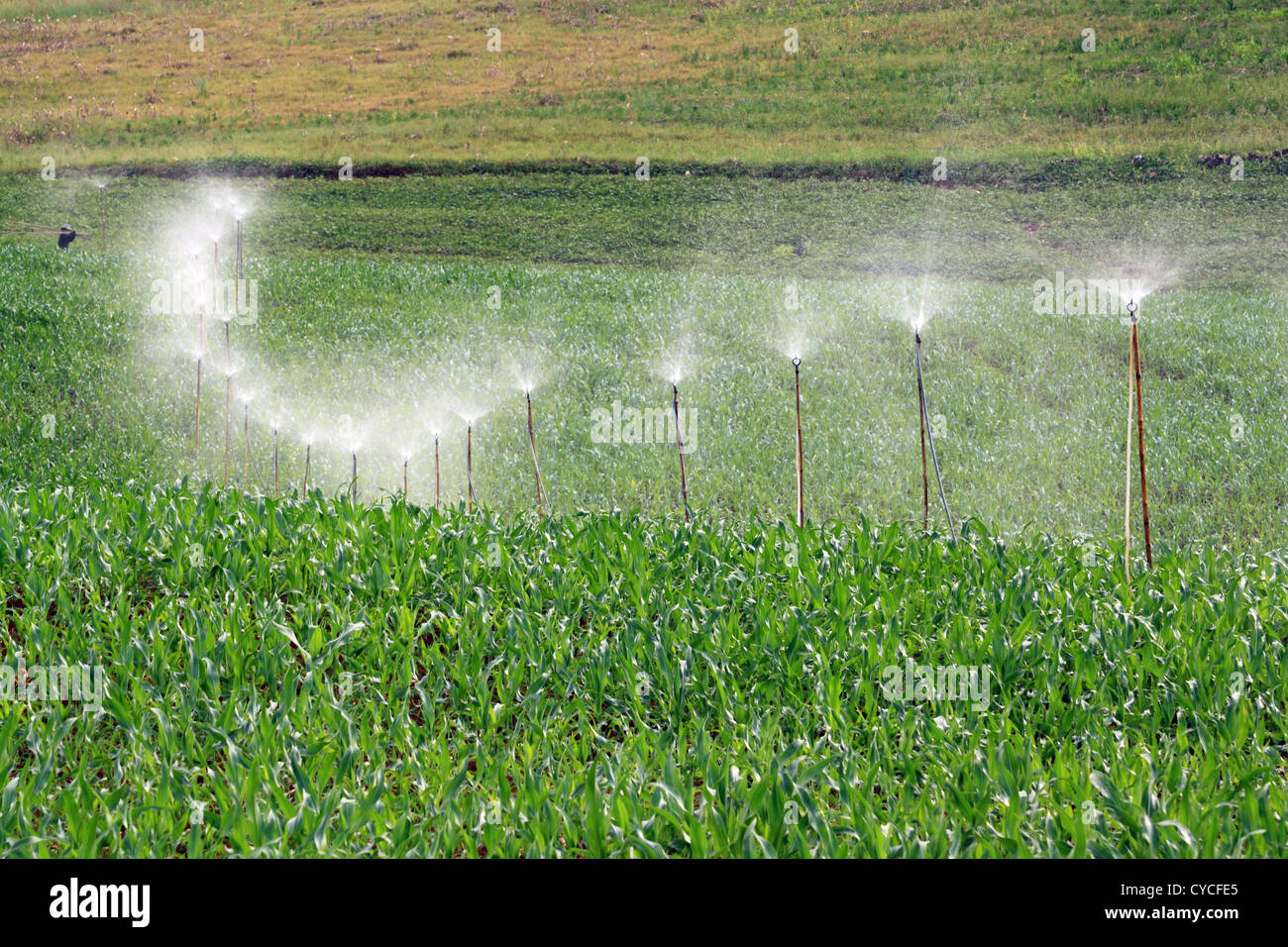 Sprinkler in use hi-res stock photography and images - Alamy