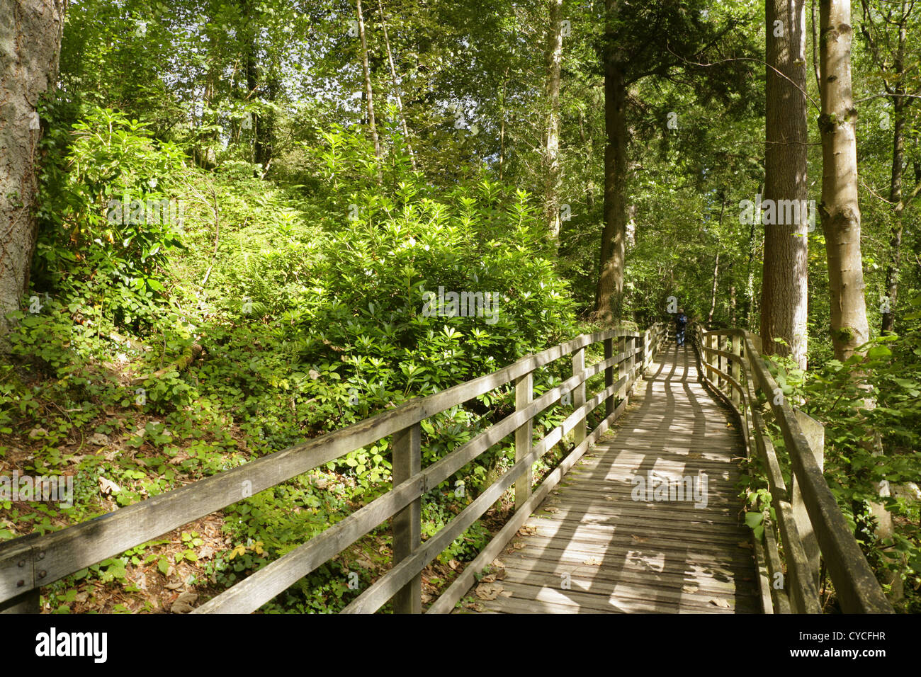 Boardwalk in woodland near Betws-y-Coed, Conwy, North Wales Stock Photo ...