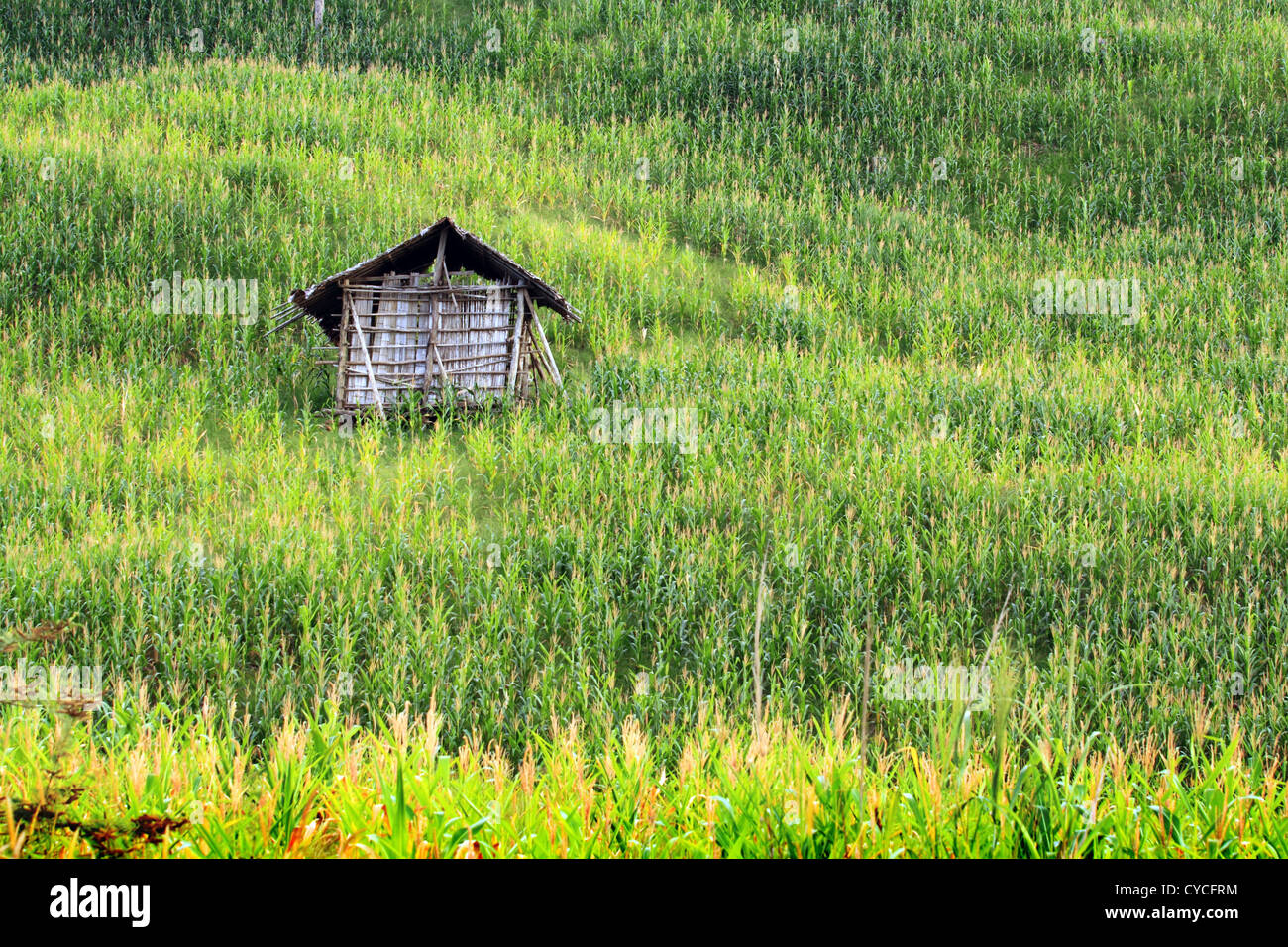 Corn field and farm house hi-res stock photography and images - Alamy