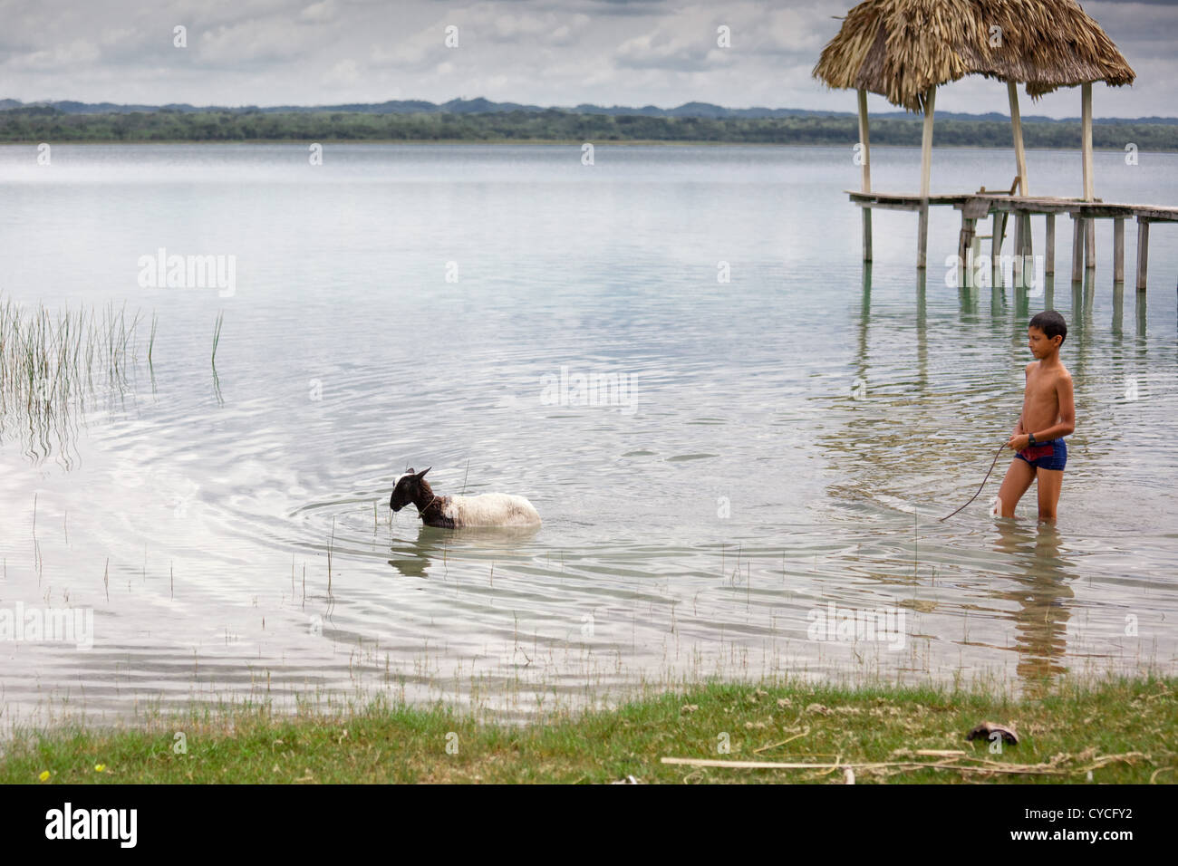 Washing goat hi-res stock photography and images - Alamy