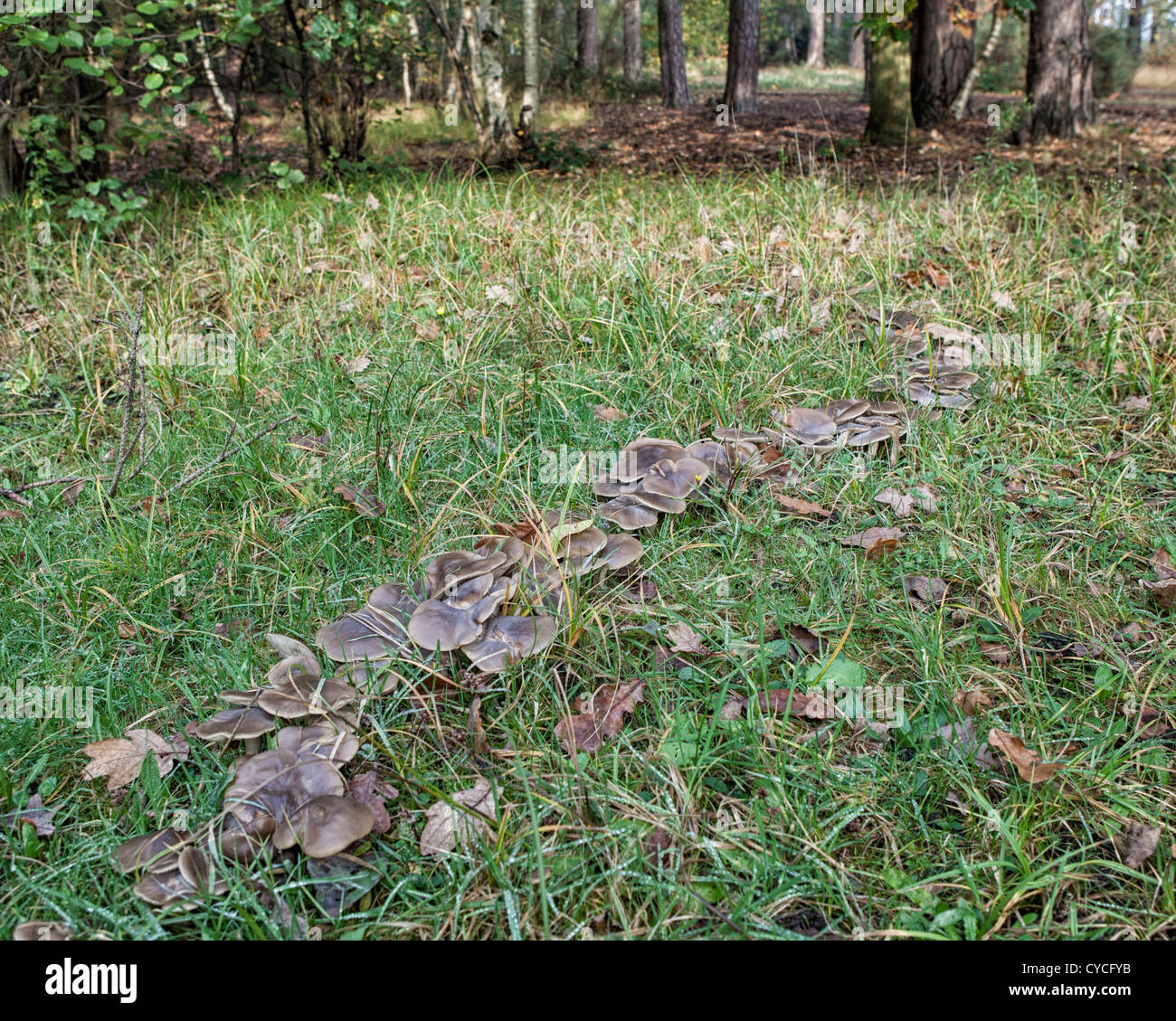 A troop of fungi - Ockham Common, Surrey Stock Photo - Alamy