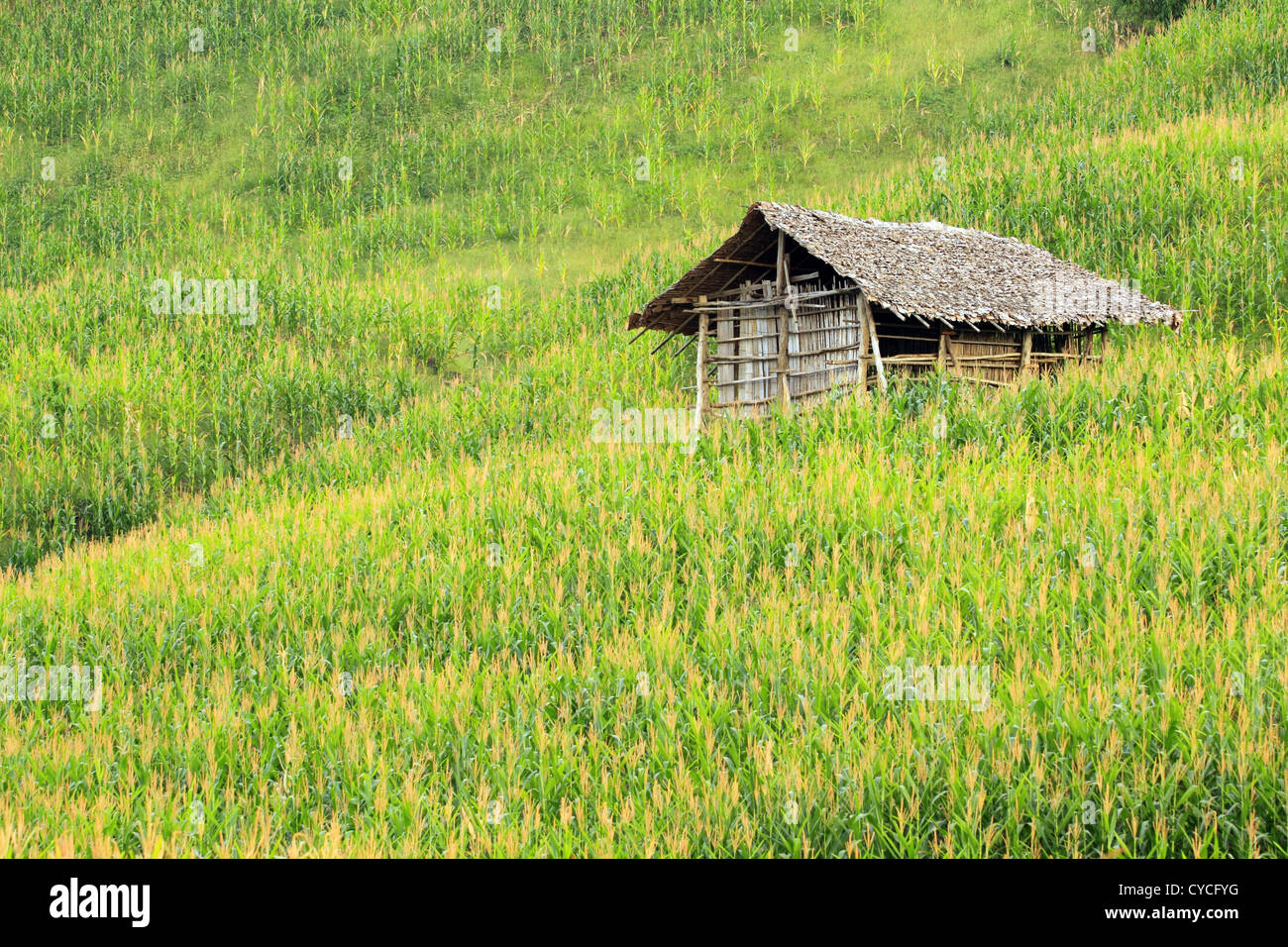 Farm house corn field hi-res stock photography and images - Alamy