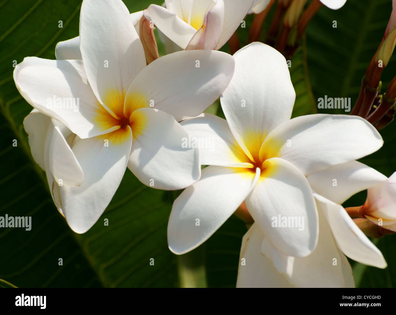 Flower gadren hi-res stock photography and images - Alamy