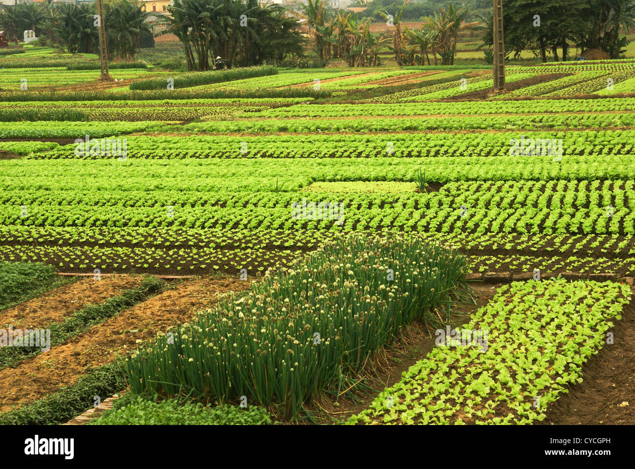 Vietnam Agriculture Red River (Song Hong) Valley Stock Photo - Alamy