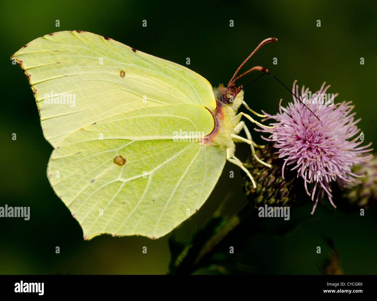 Brimstone butterfly hi-res stock photography and images - Alamy