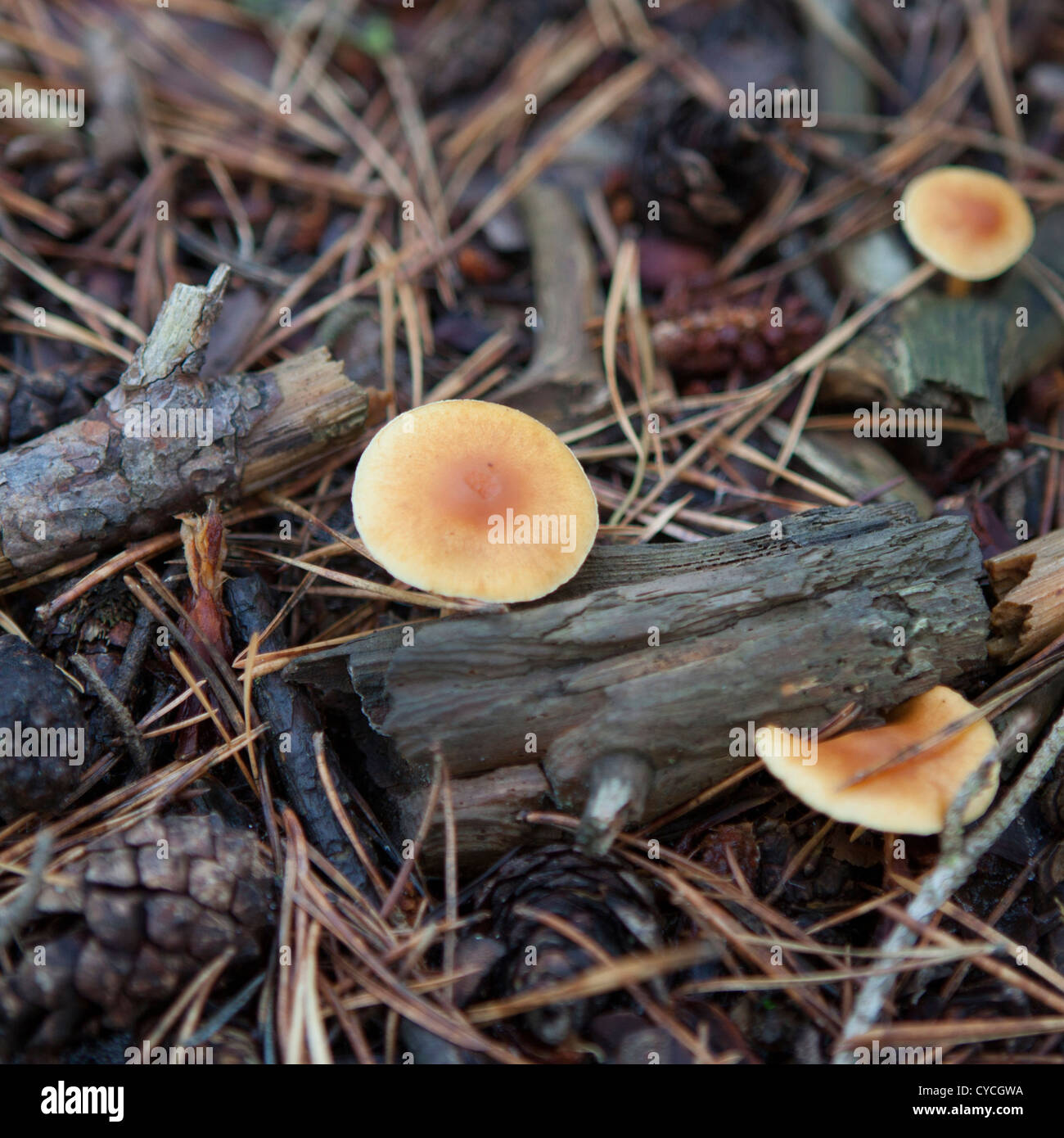 Fungi growing amongst pine needles - Ockham Common Stock Photo - Alamy