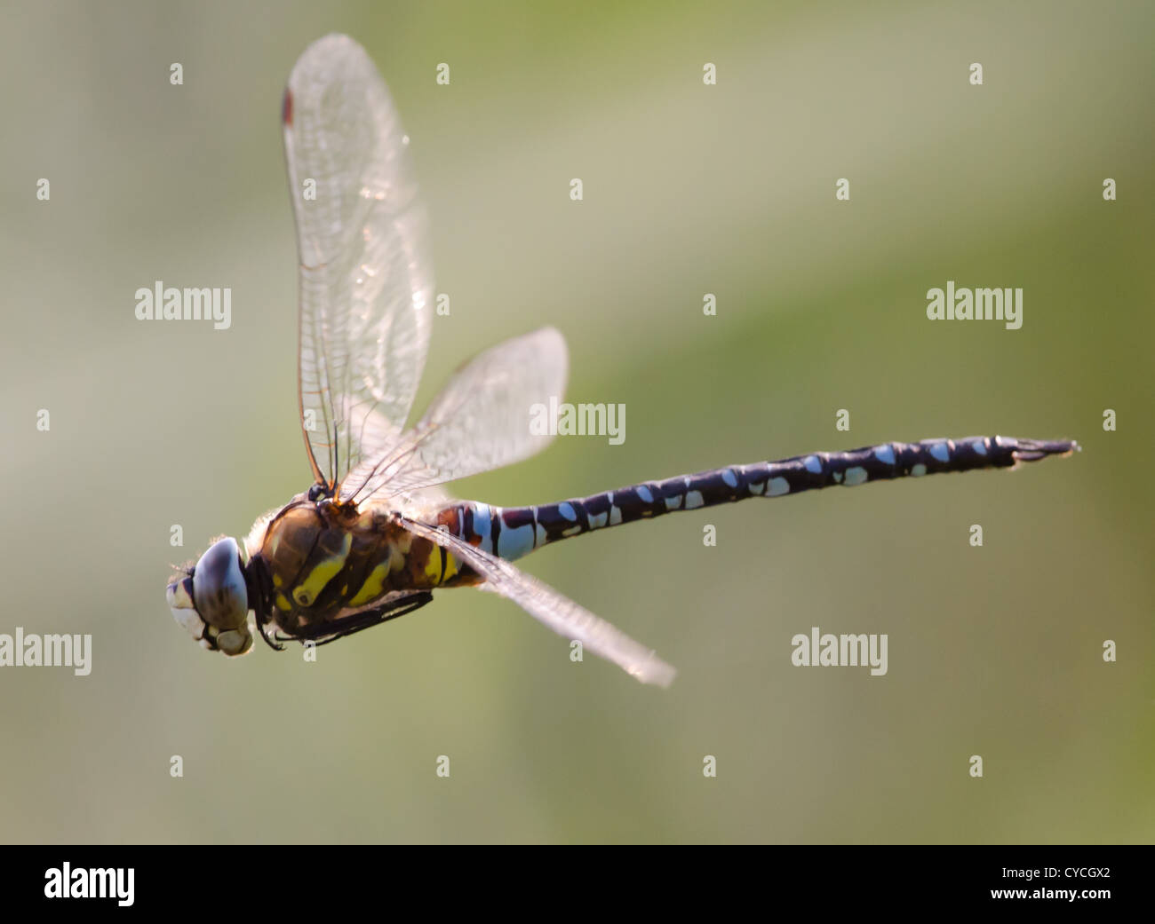 Dragonfly In Flight