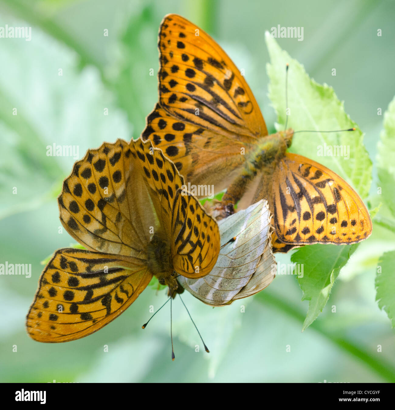 Menage a trois hi-res stock photography and images - Alamy