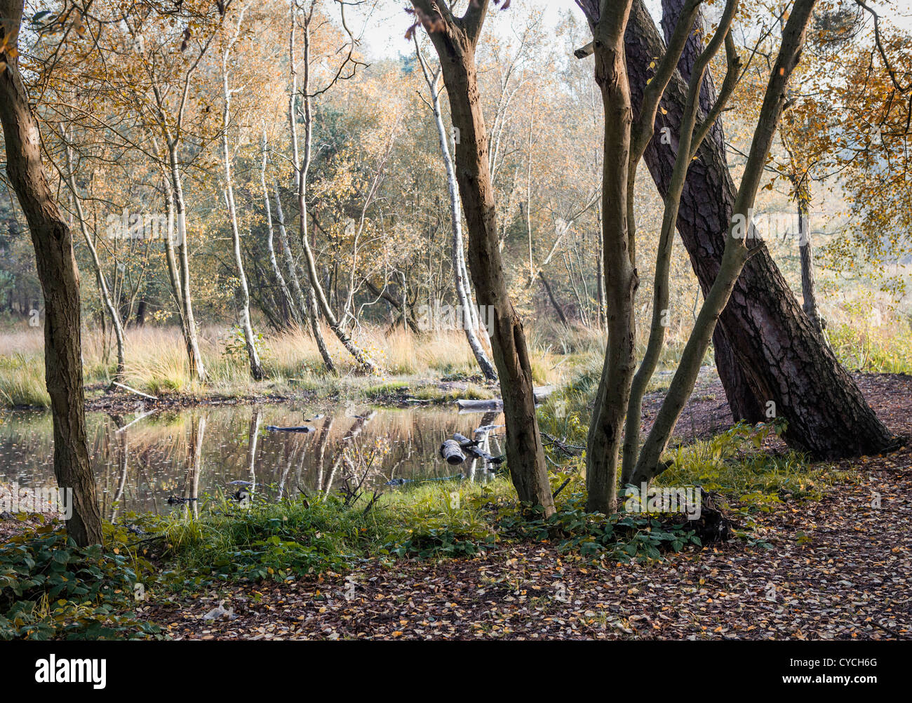 Ockham Common High Resolution Stock Photography and Images - Alamy