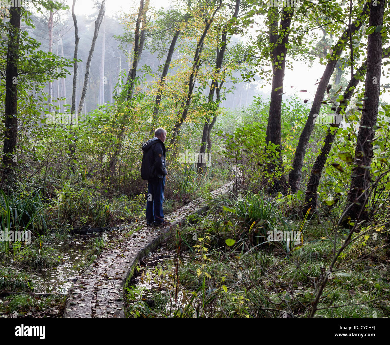 Old man walking along a path near Boldermere lake - Ockham Common Stock ...