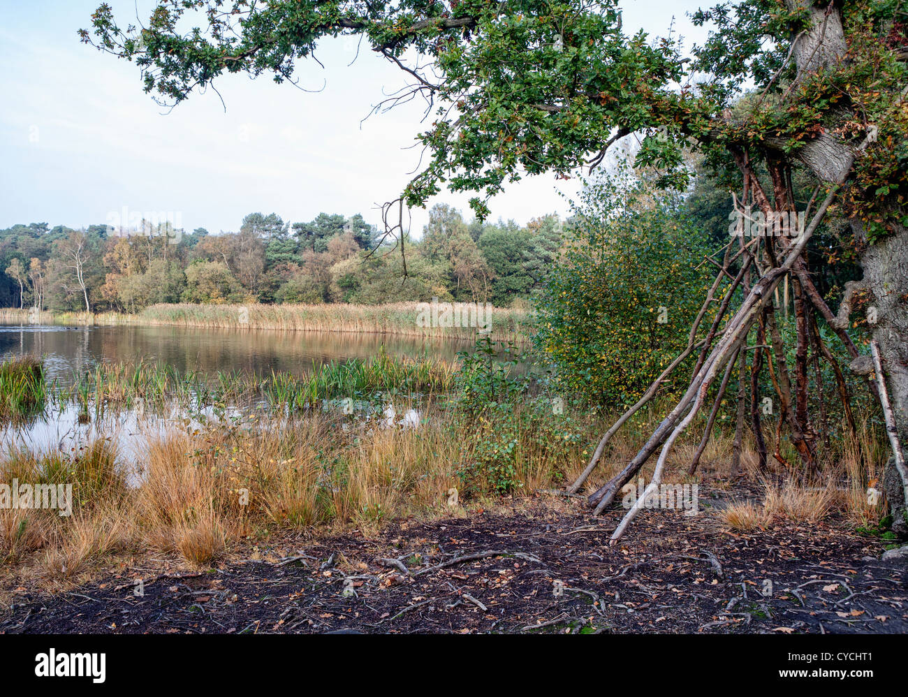 A view of Boldermere Lake - Ockham Common Stock Photo - Alamy