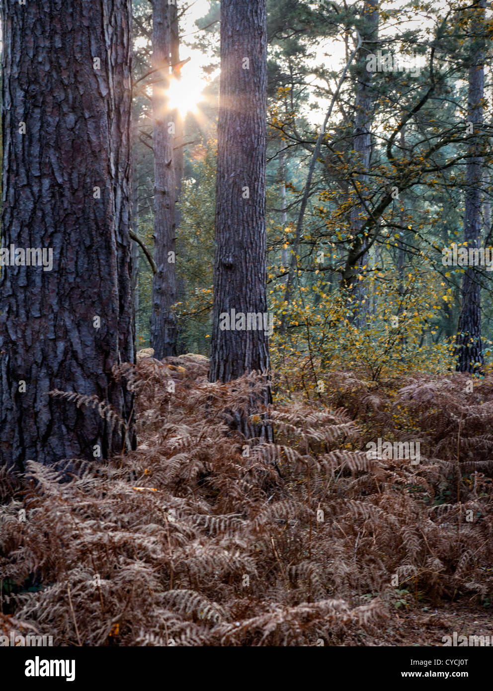 Trees with bracken hi-res stock photography and images - Alamy