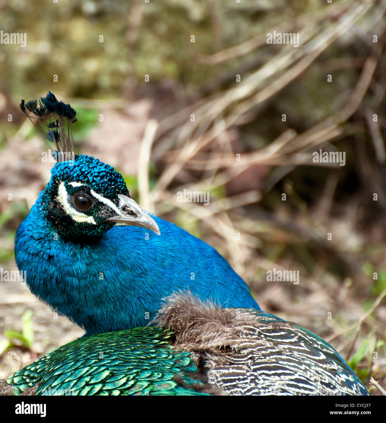 Indian blue peacock Stock Photo - Alamy
