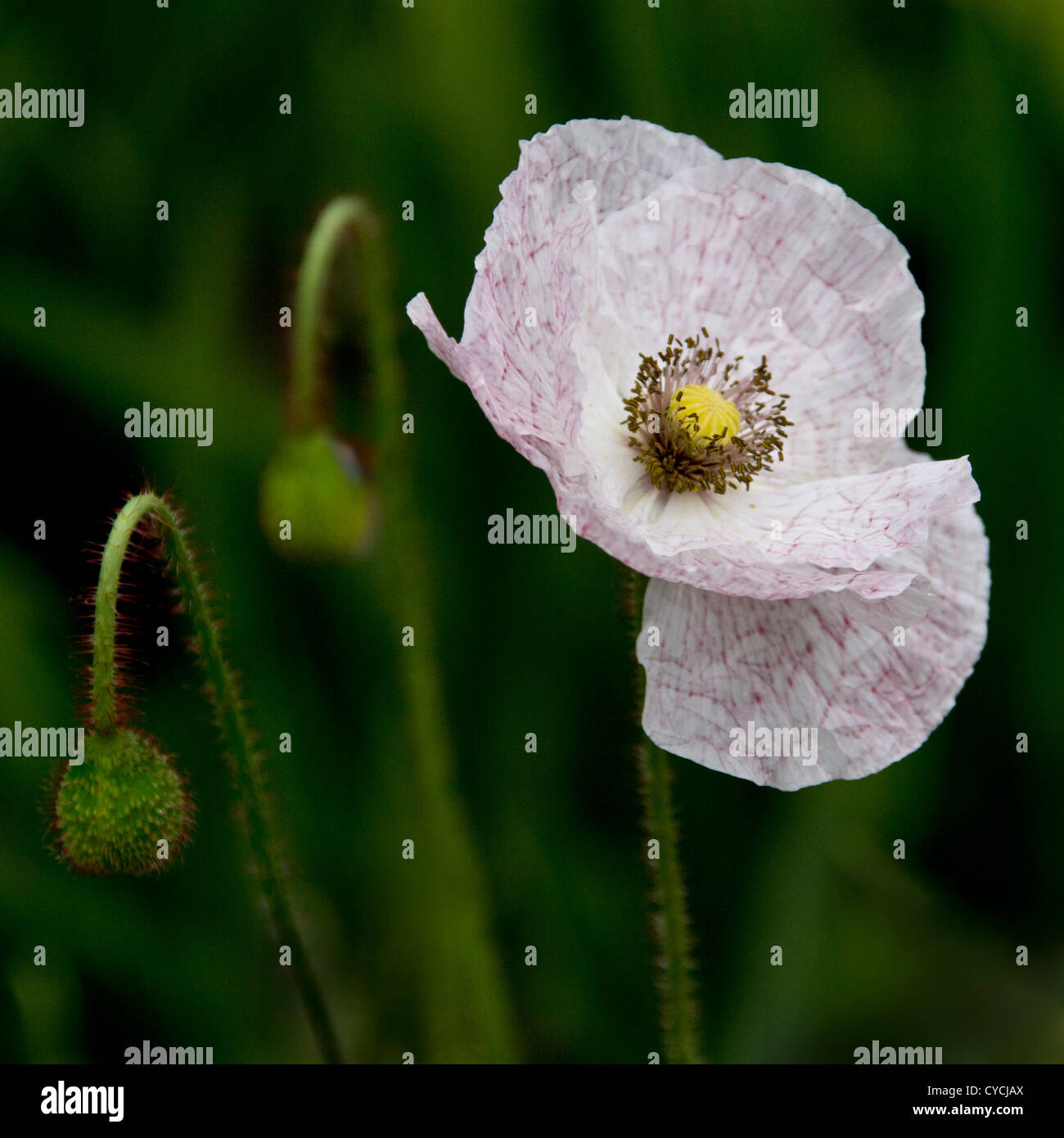Pretty pink poppy with poppy buds Stock Photo - Alamy