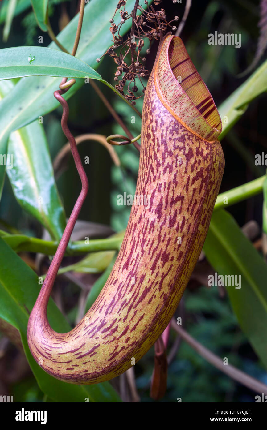 Hanging pitcher plant hi-res stock photography and images - Alamy