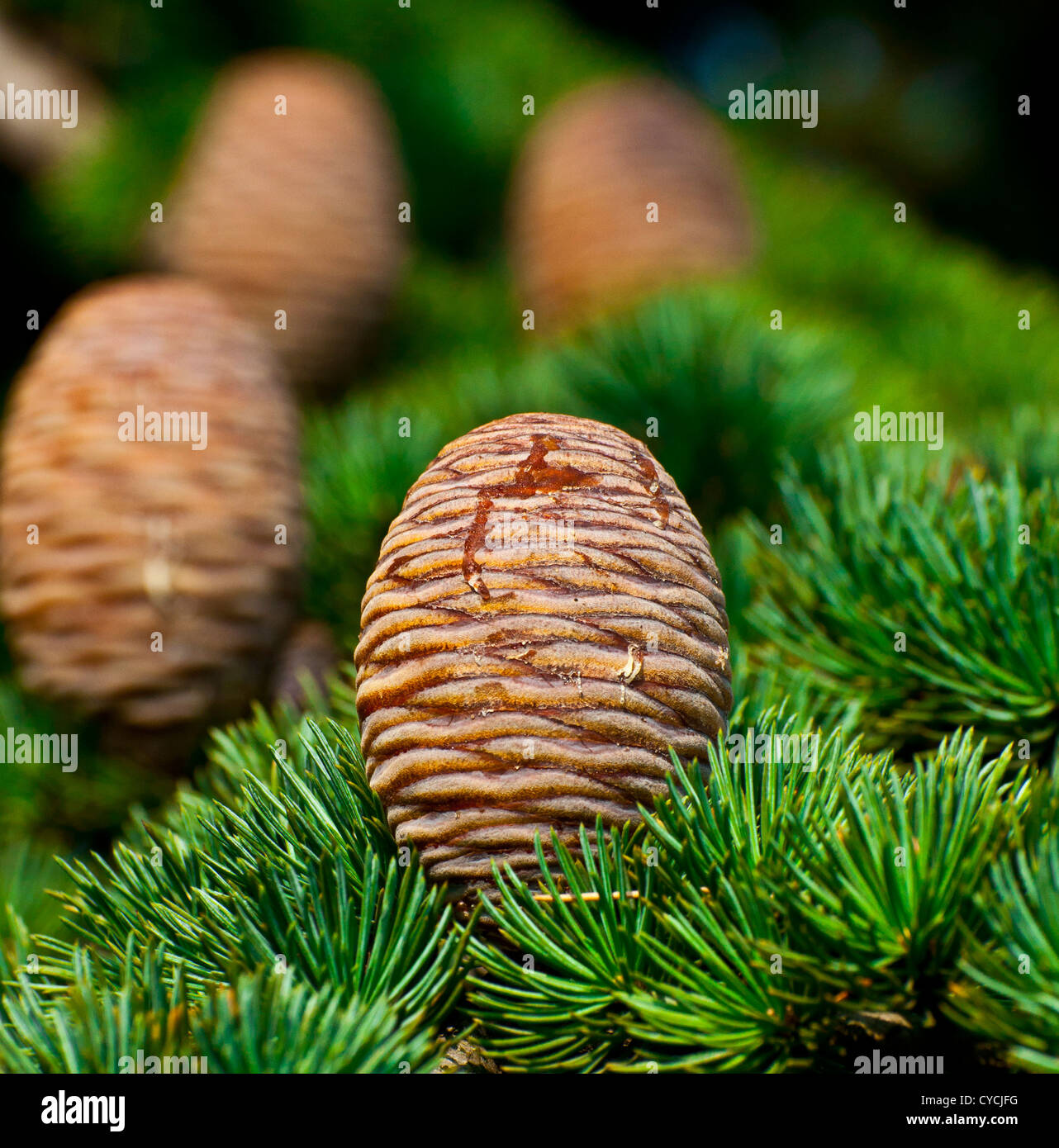 Pinecone nature pinetree hi-res stock photography and images - Alamy
