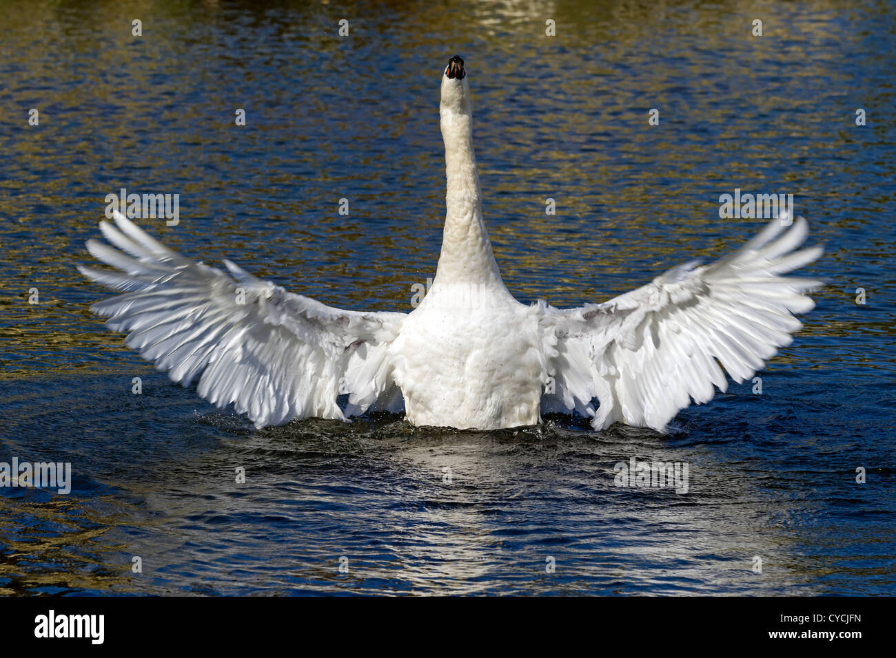 Swan flap wings hi-res stock photography and images - Alamy