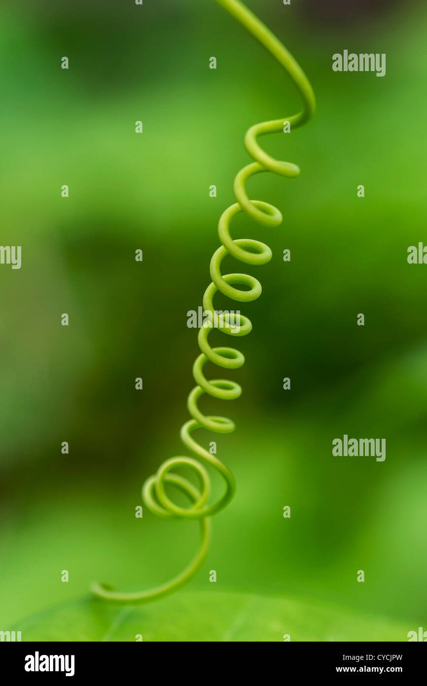 Climbing vine tendril hi-res stock photography and images - Alamy