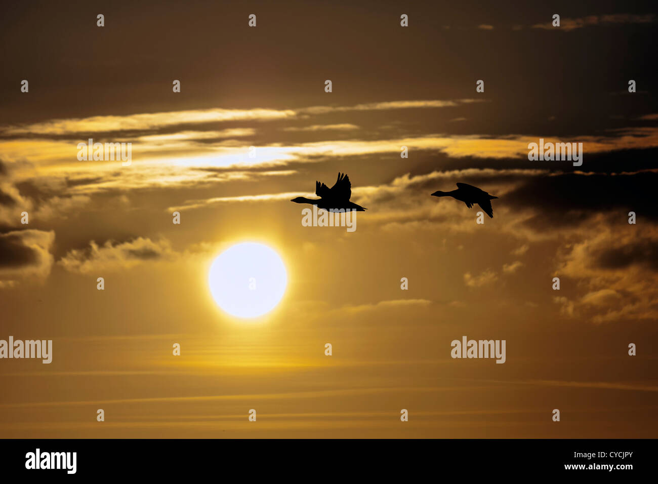 geese flying in sunset Stock Photo - Alamy