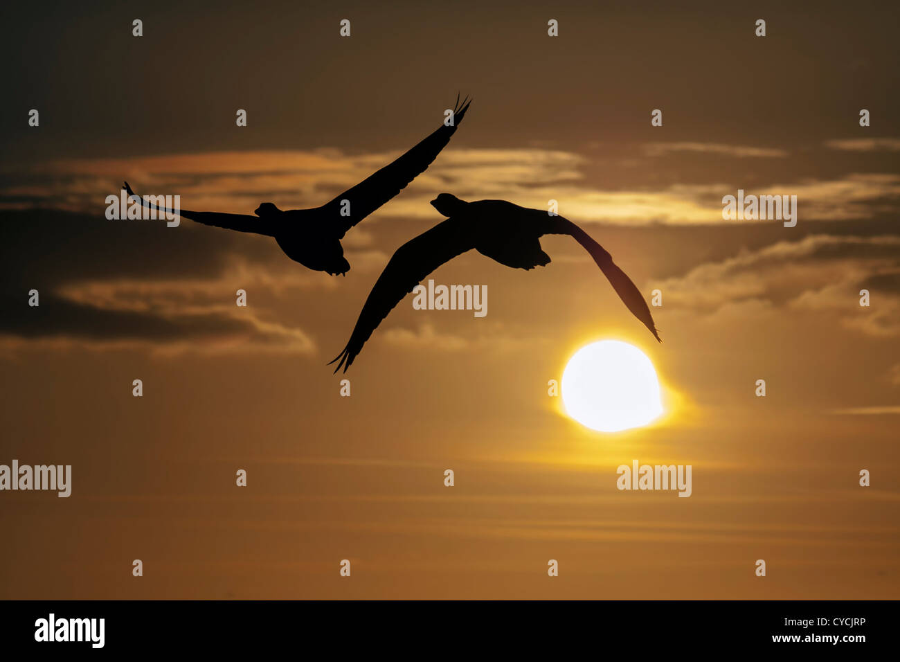 Geese flying at sunset hi-res stock photography and images - Alamy