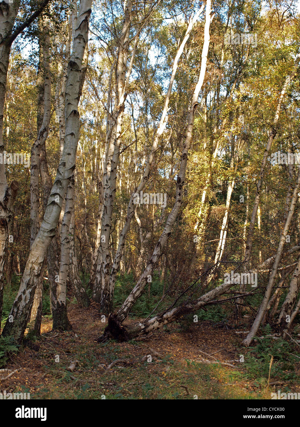 Silver birch trees in Holm fen, in England Stock Photo - Alamy