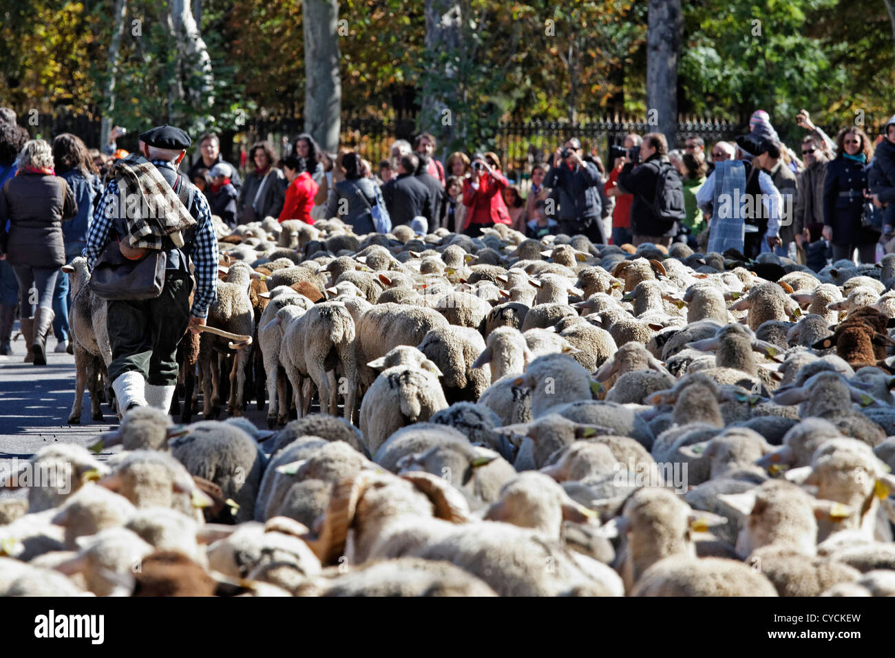 Sheep heart hi-res stock photography and images - Alamy