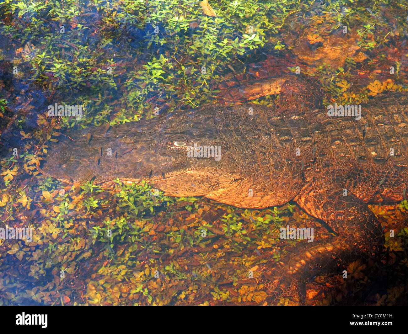 Everglades alligator hi-res stock photography and images - Alamy