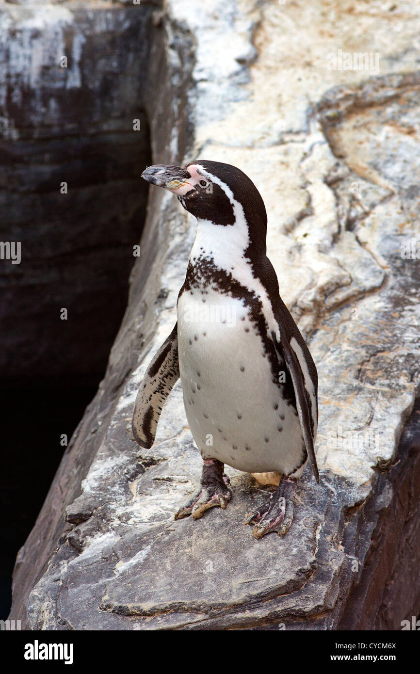 Great penguins hi-res stock photography and images - Alamy